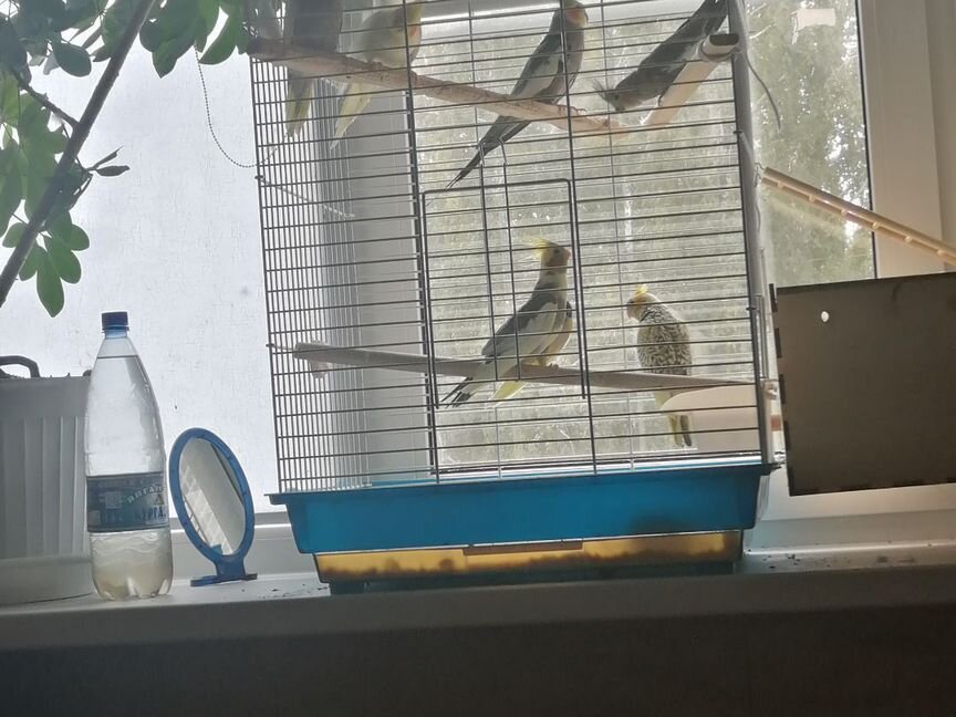 Птенцы корелла