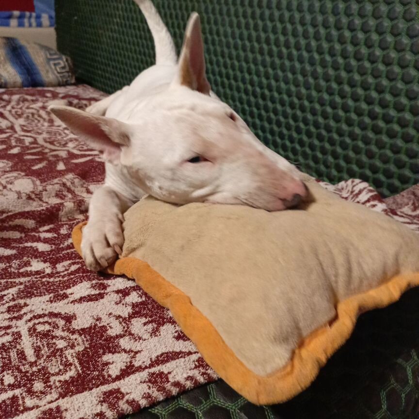 Бультерьер, щенок