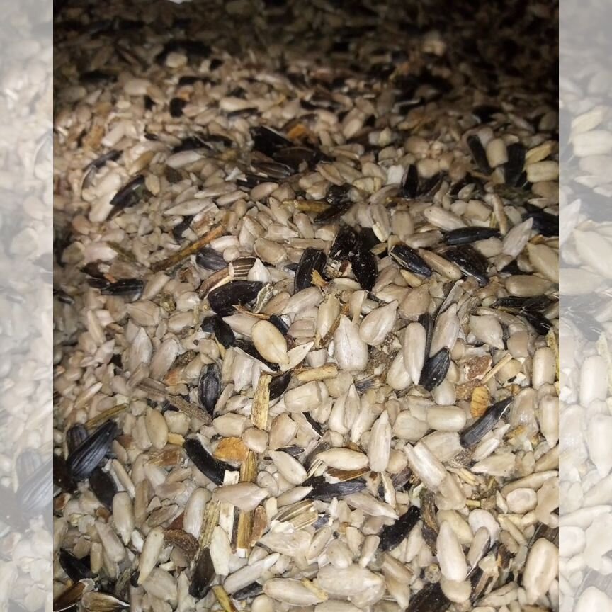 Отход семечка