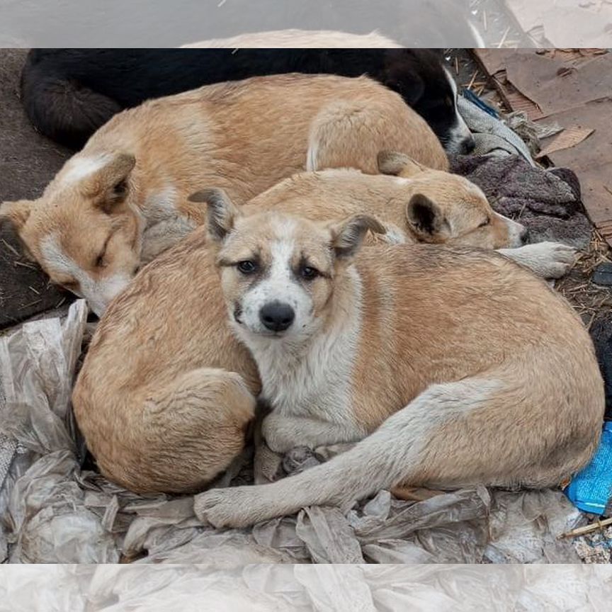 Щенок в добрые руки