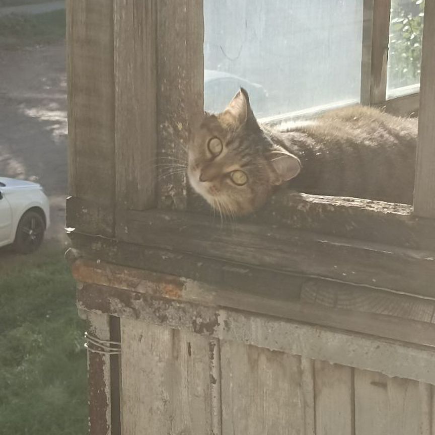 Милашка