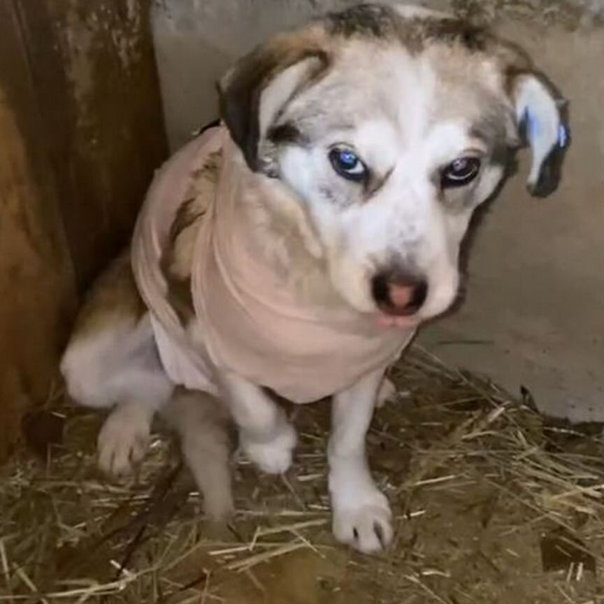 Взрослая собака в добрые руки