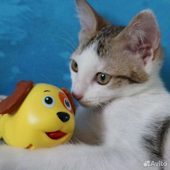 Котенок по имени Бублик., 4,5 месяца