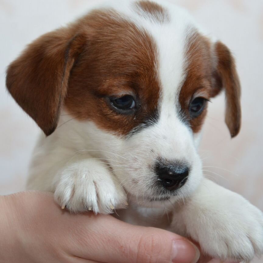 Джек-рассел-терьер, щенок