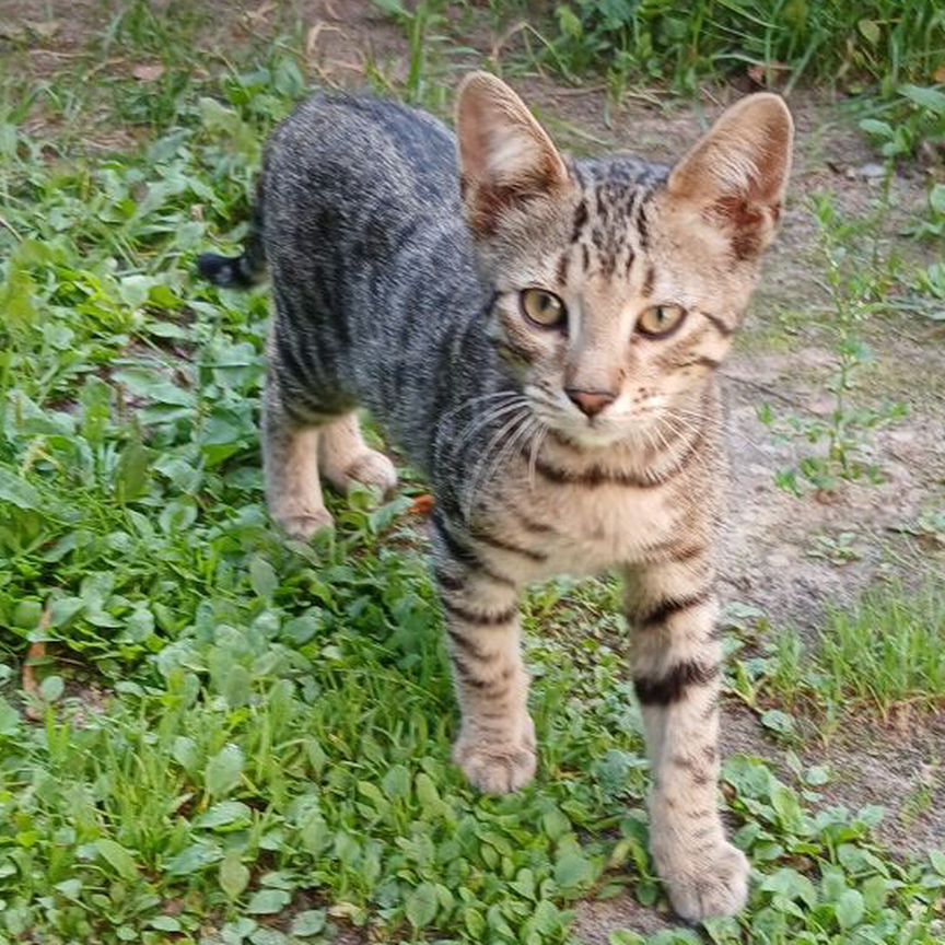 Отдам бесплатно животные