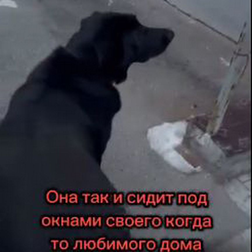 Собака Рада в поисках нового хозяина