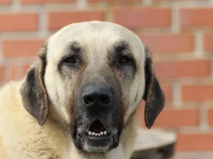 Турецкий кангал