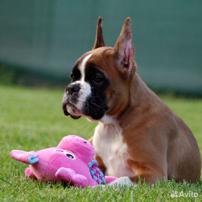 Рыжая девочка. Боксер