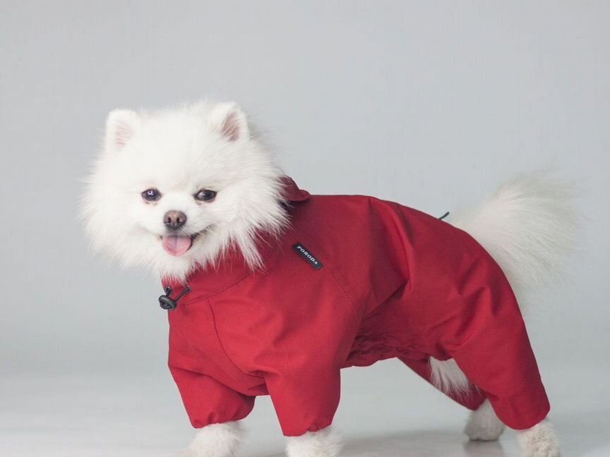Комбинезон для Шпица