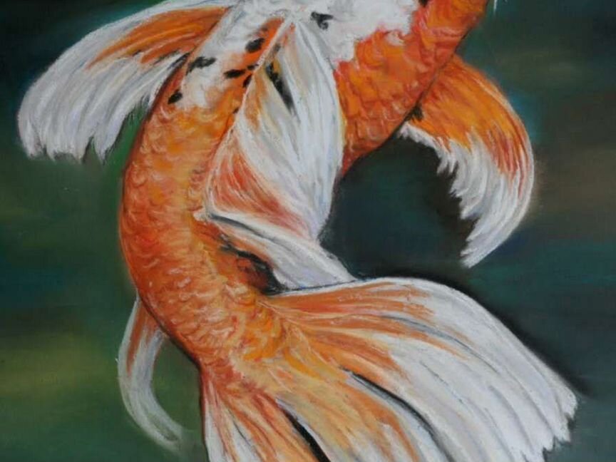 Карпы кои мальки