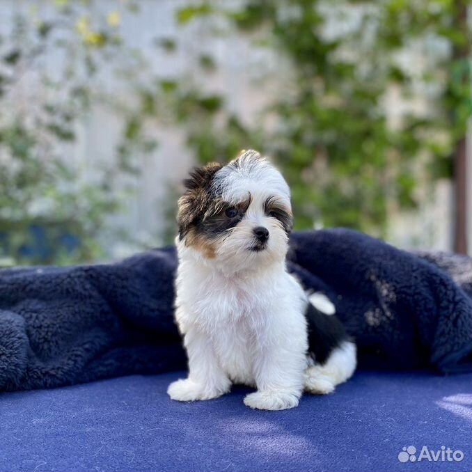 Мальчик минюшечка цветной йорк