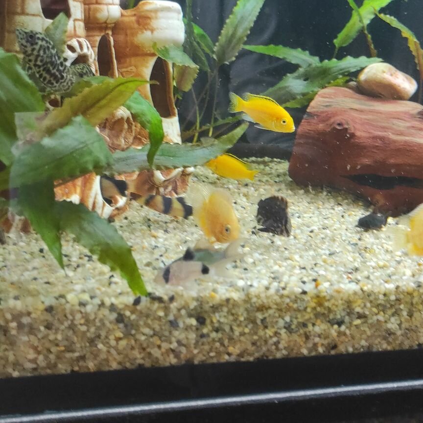 Лабидохромис Елоу