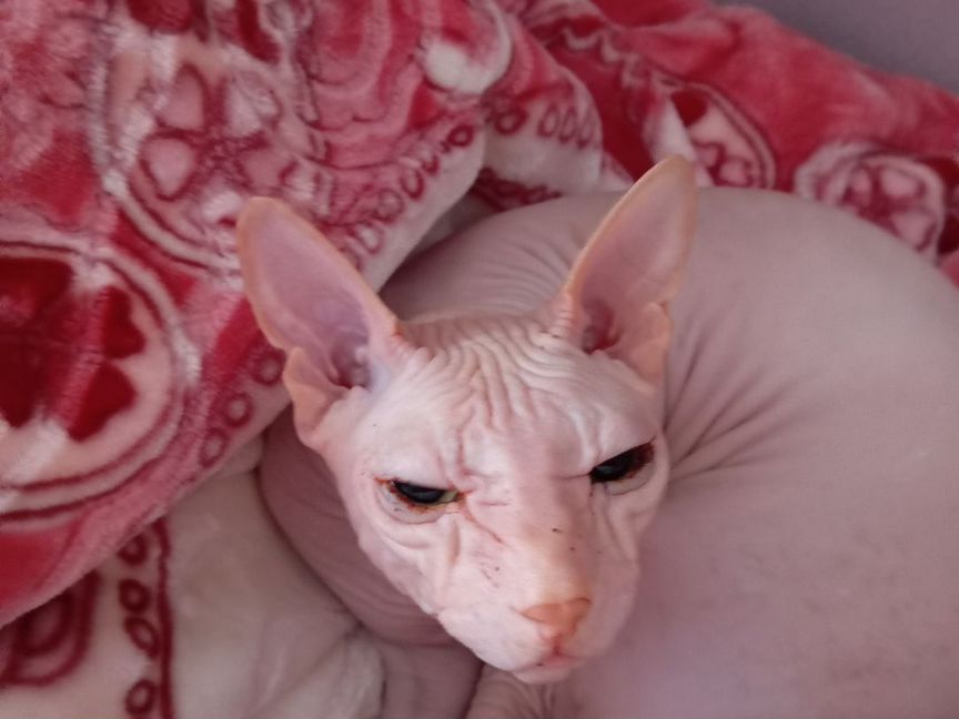 Кошка сфинкс бесплатно