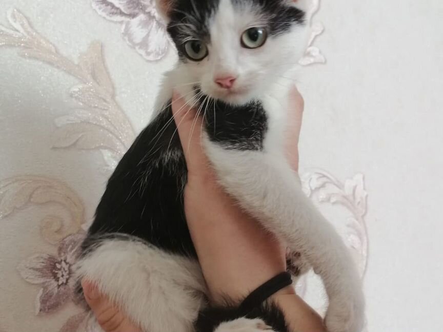 Отдам кота в добрые руки