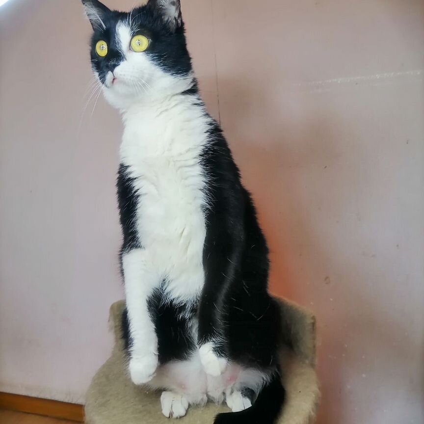 Кошечка в добрые руки