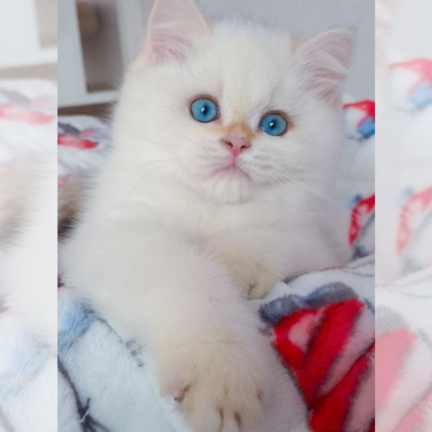 Британский короткошёрстный котёнок