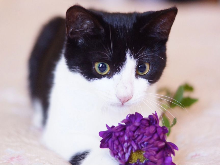 Котята ищут дом