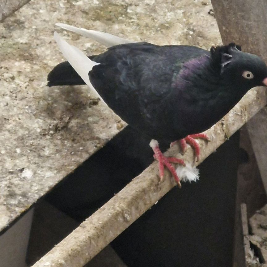 Продажа голубей