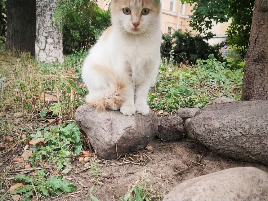 Кошка Ласка в добрые руки