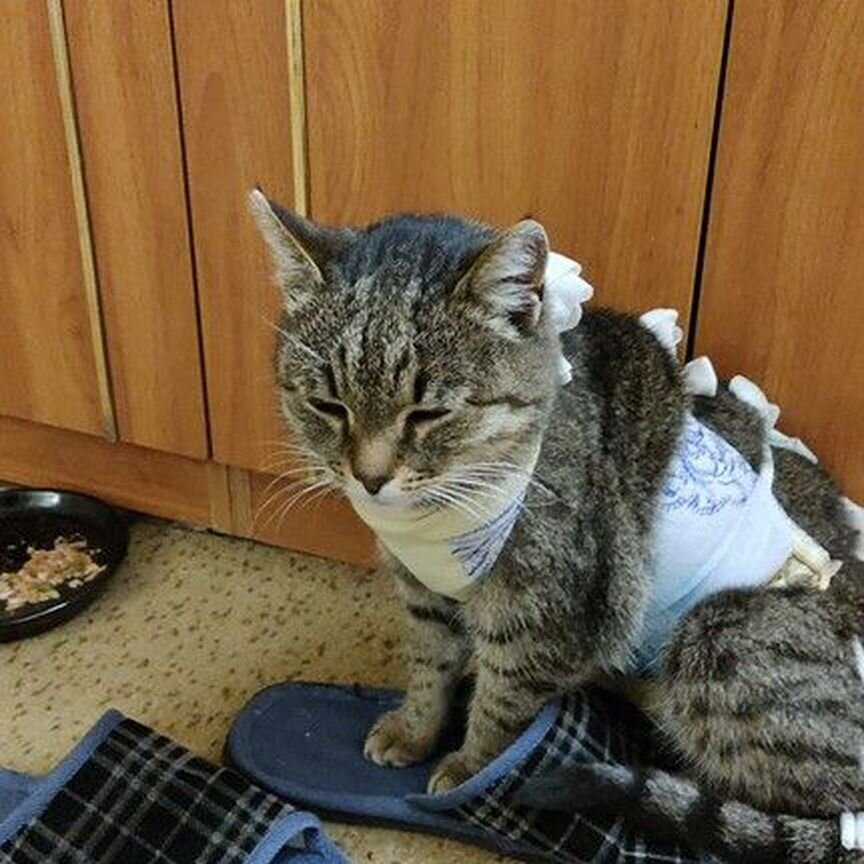 Отдам в добрые руки молодую кошечку