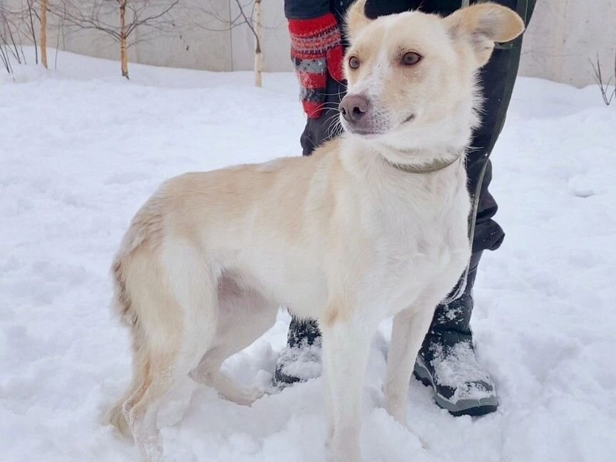 Альма-нежнятина