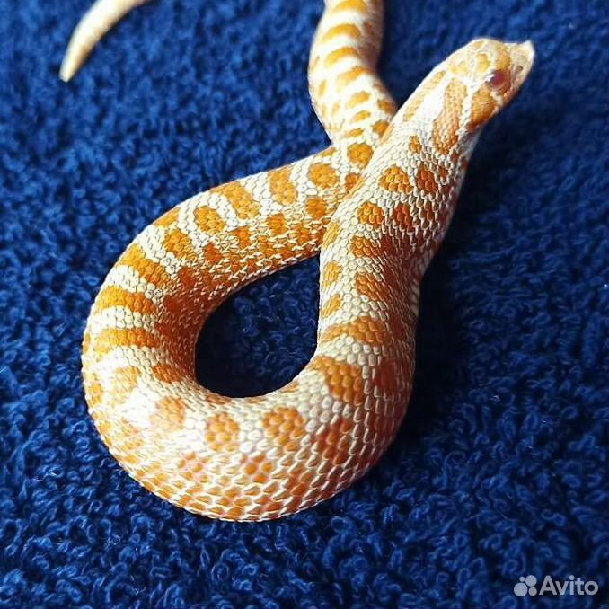 Свиноносый уж