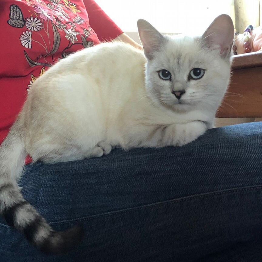 Котенок девочка 3.5 месяца