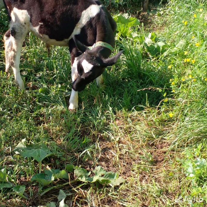 Продажа бычков телят