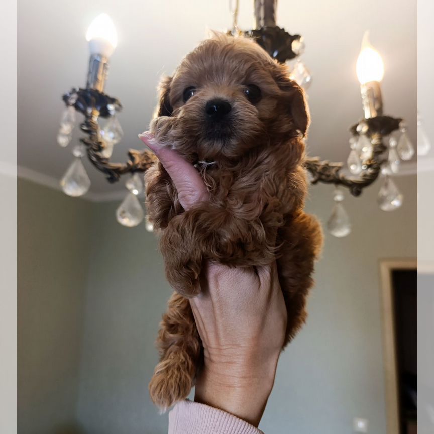 Мальтипу, щенок