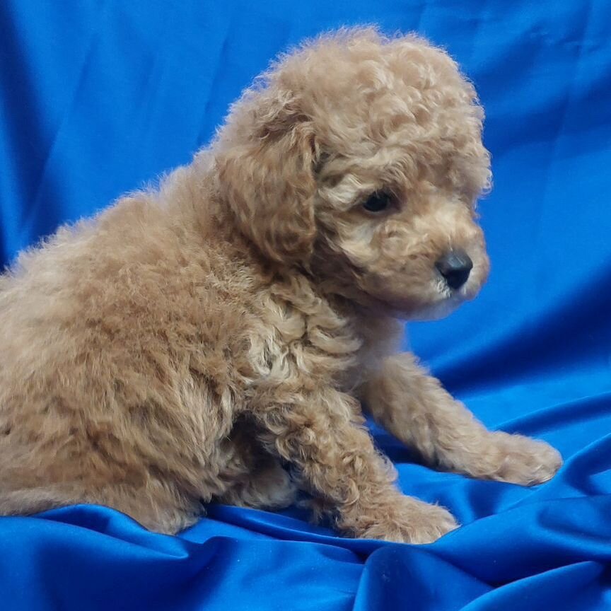 Щенки той- пуделя