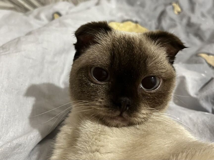 Сиамская кошка вислоухая