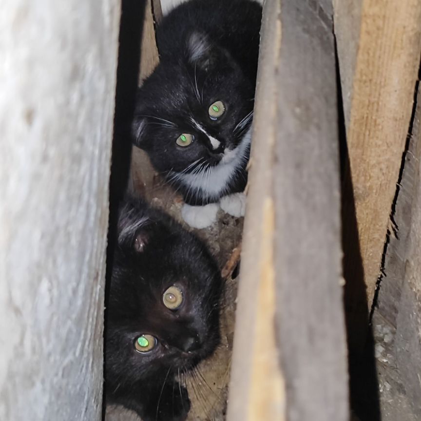 Уличные котята ищут дом