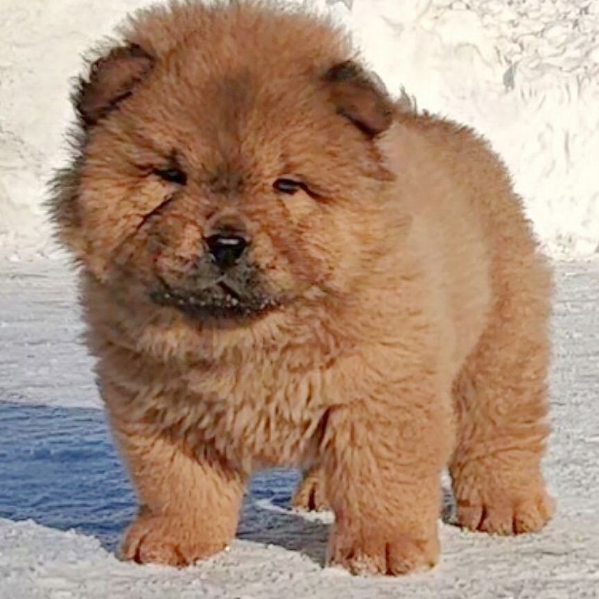 Щенки чау-чау