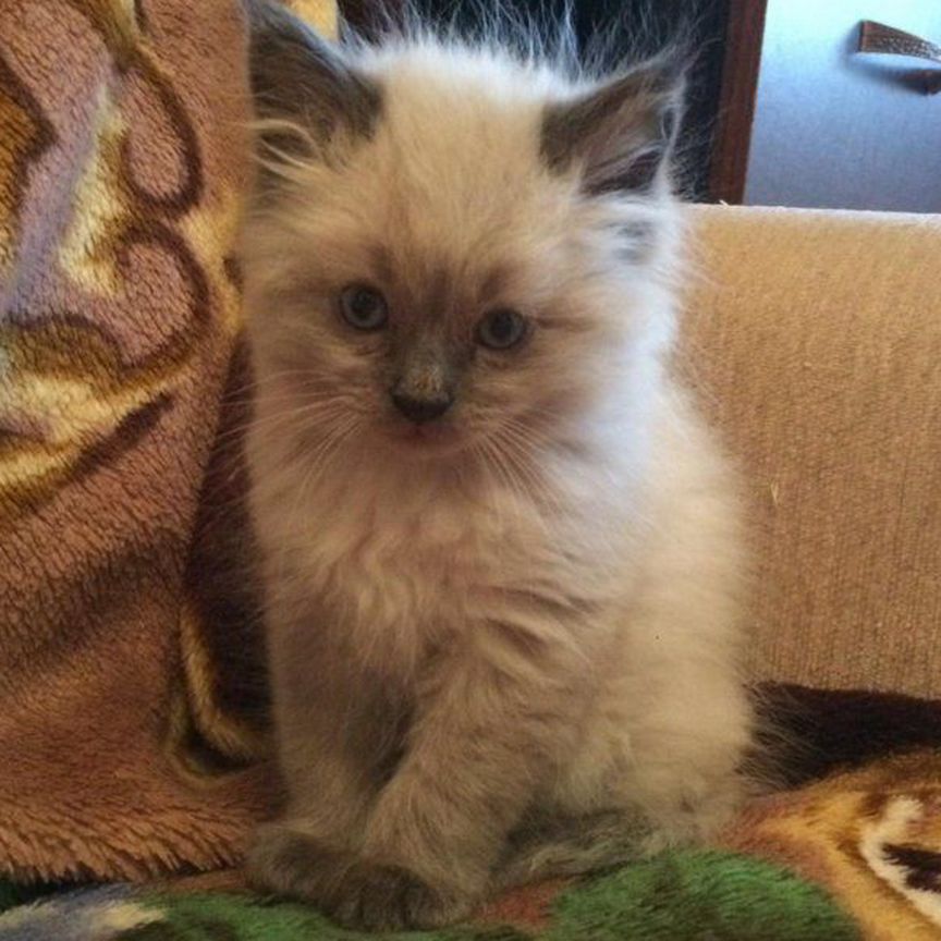 Сиамский котёнок