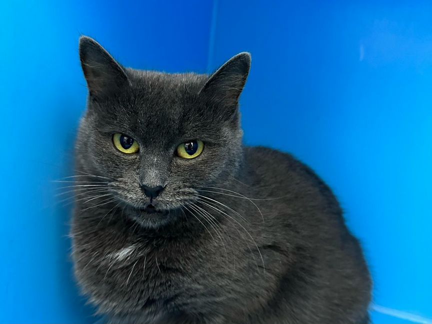 Плюшевая кошечка в добрые руки