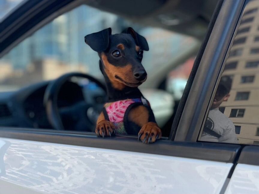 Цвергпинчер, 7 месяцев