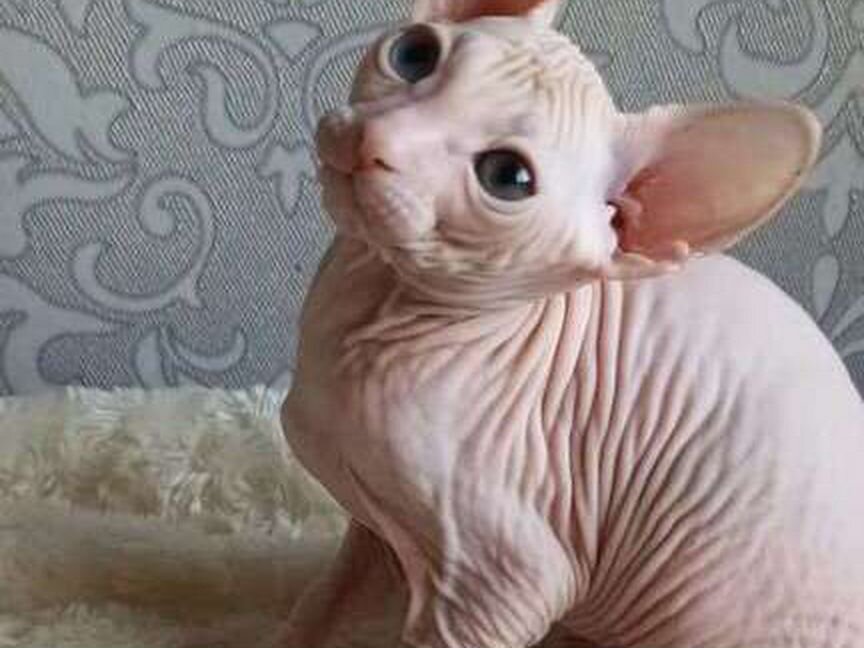 Разноглазый котик