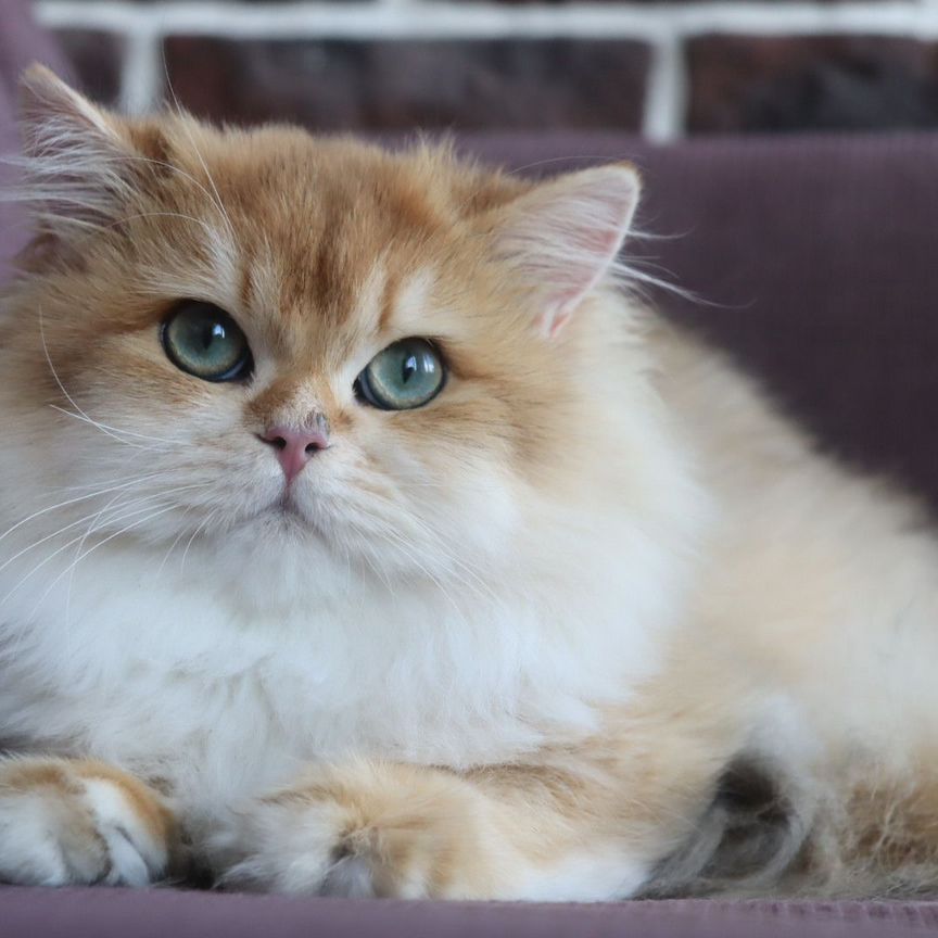 Шикарный британский котик