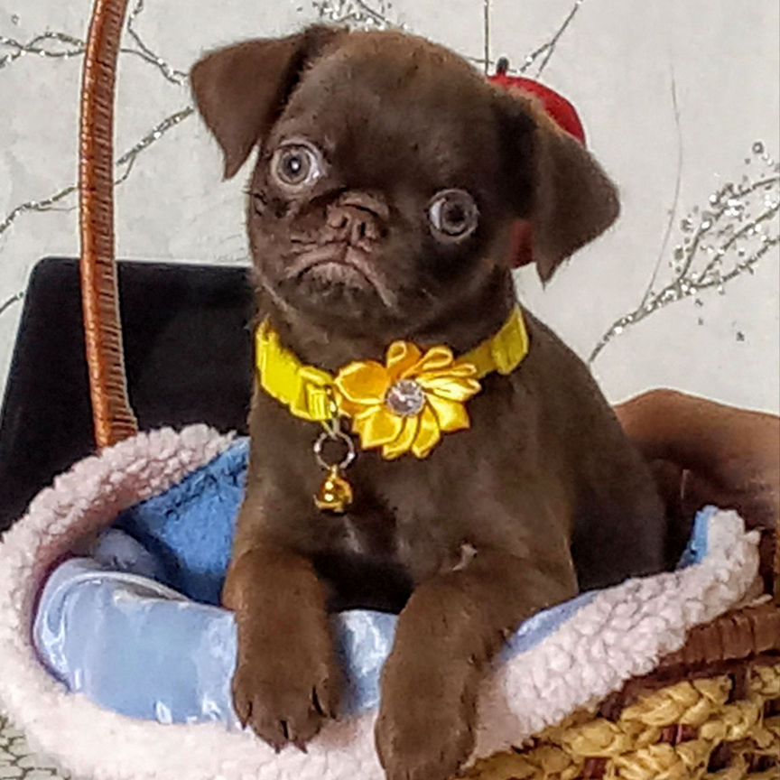 Пти-брабансон, щенок