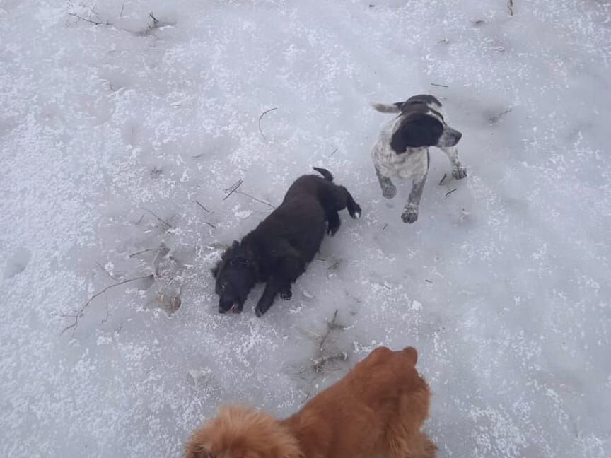 Щенки, мама кокер спаниель,папа дворняга