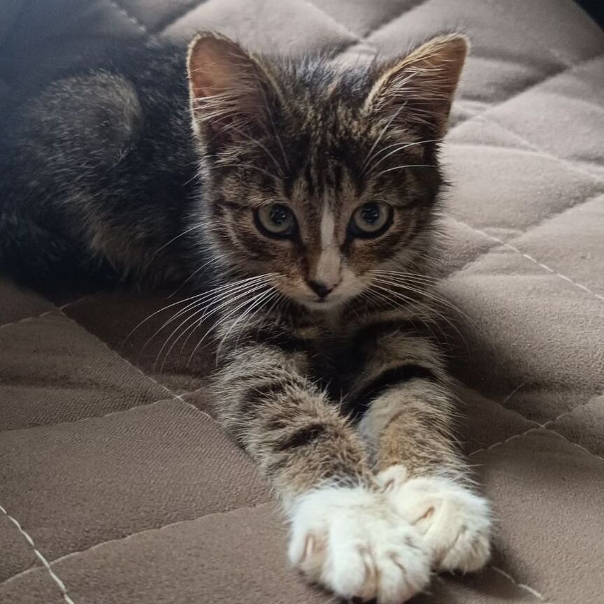 Котёнок