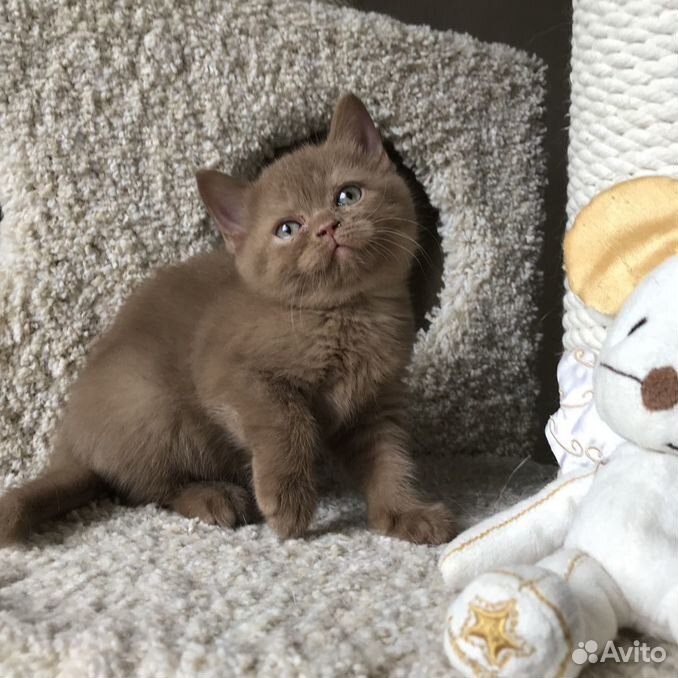 Котята Британские циннамон шоколад