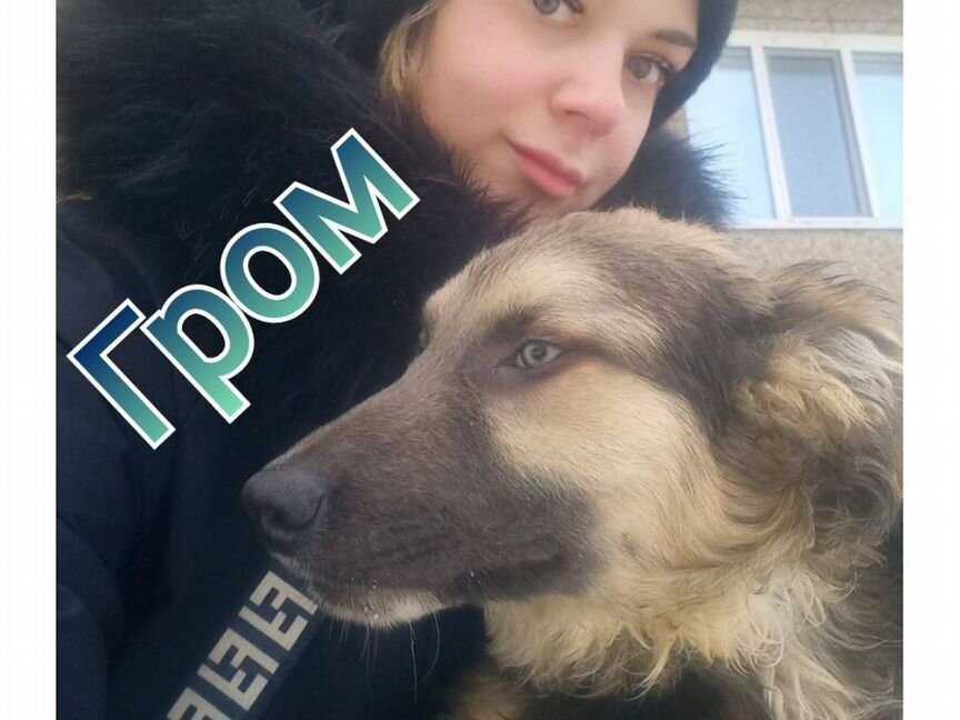 Щенок Гром 6 мес. Привит. Крупненький