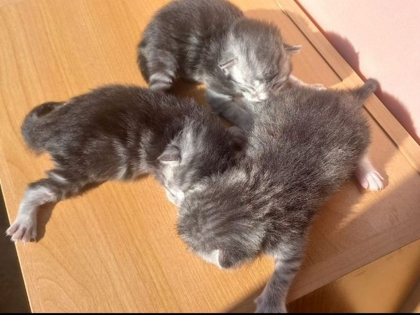 Котята в добрые руки