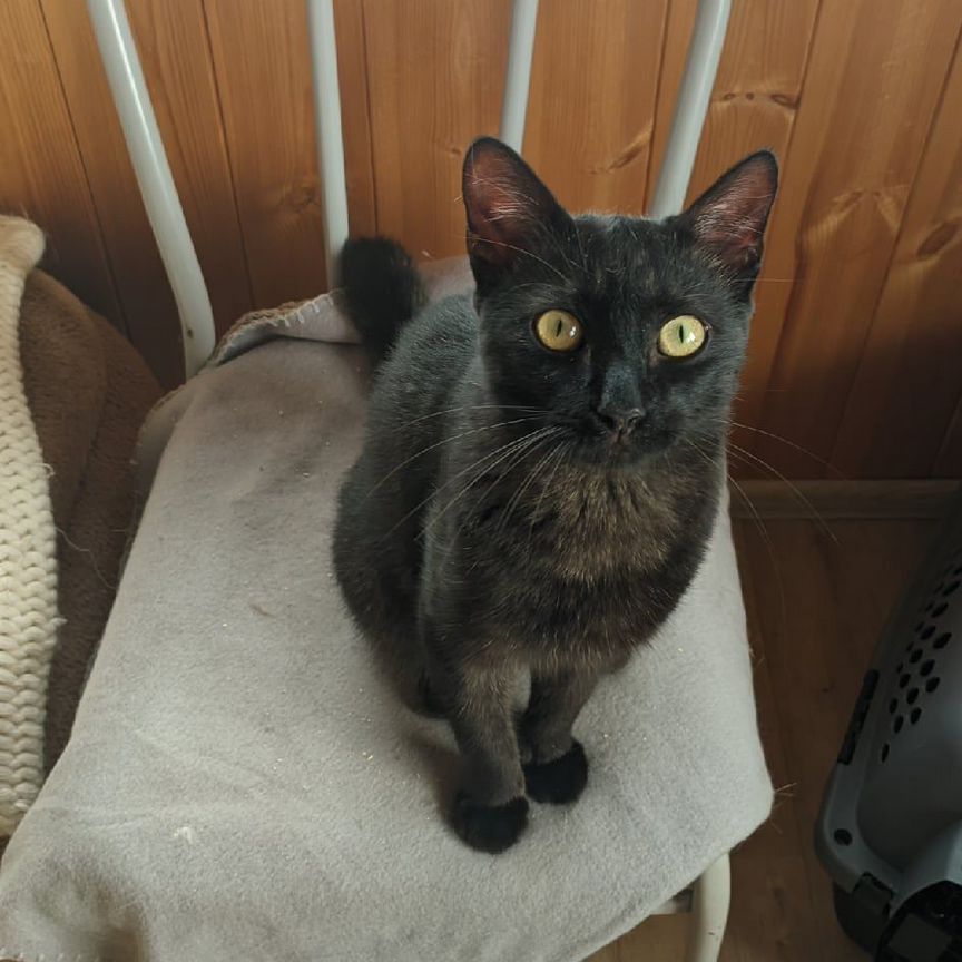 Котик 9 месяцев с доставкой