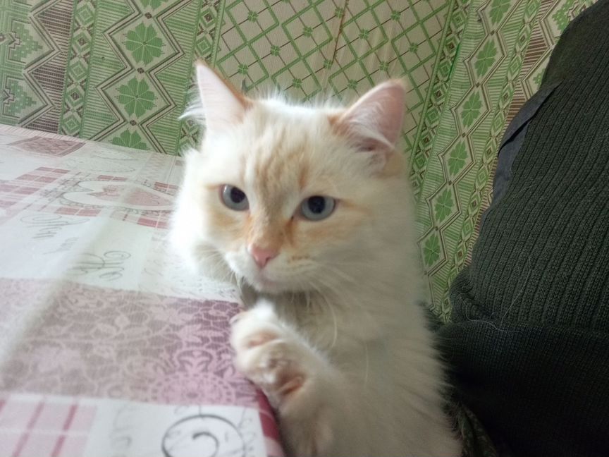 Кошка