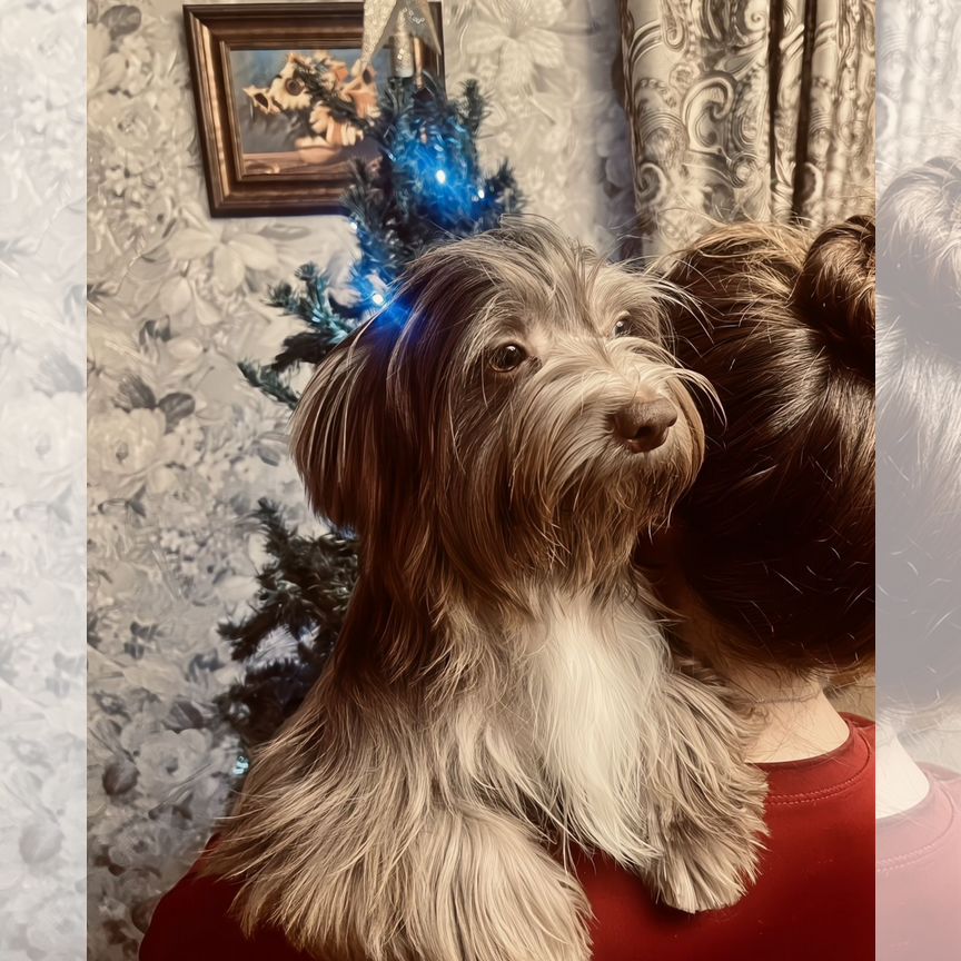 Йоркширский терьер, щенок