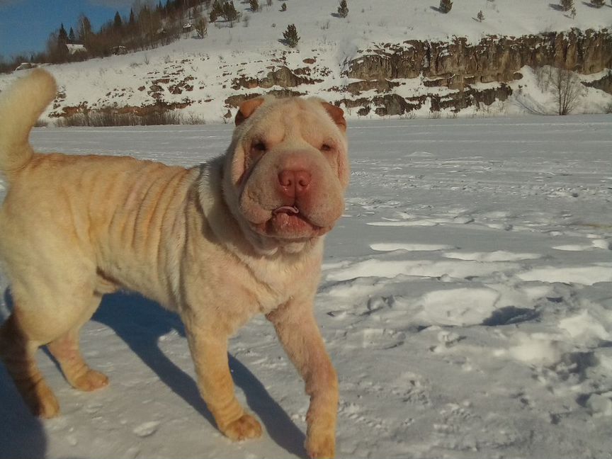 Добрый Шарпей-плюшка в знающие руки