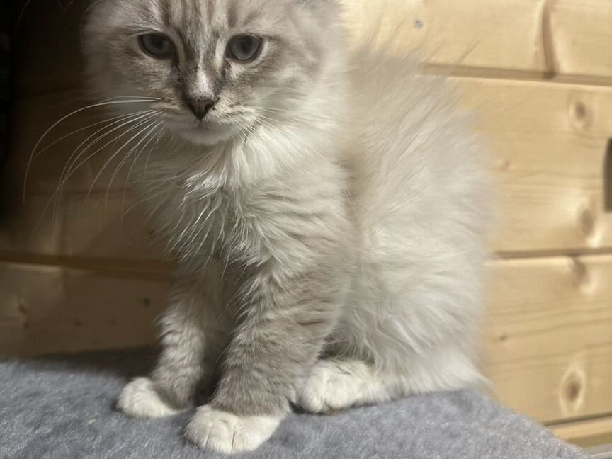 Невский маскарадный котик из питомника