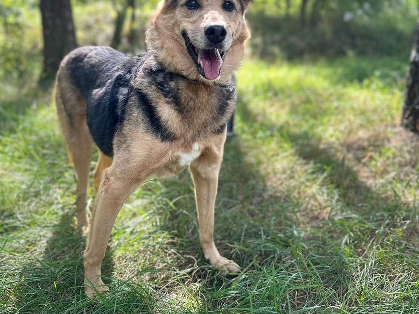 Собака, которую не замечают